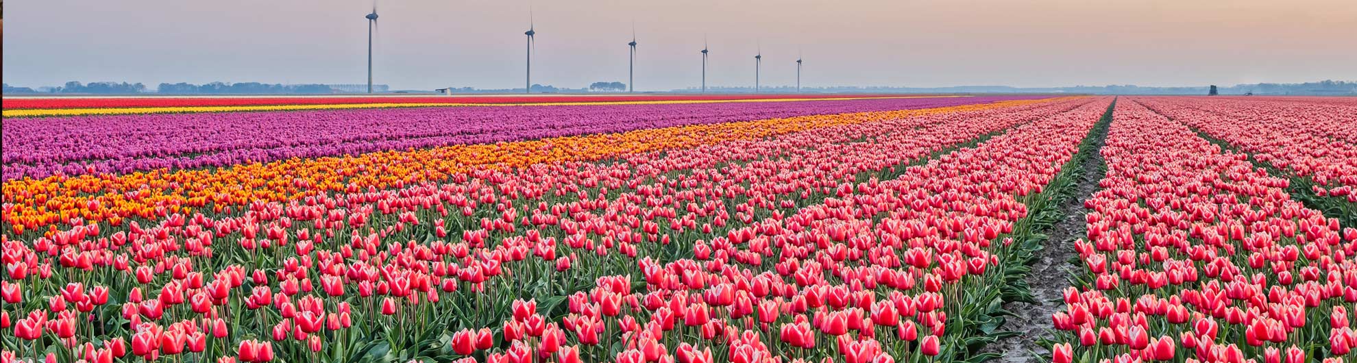 Dronten Online nieuws, bedrijven en winkels in Flevoland